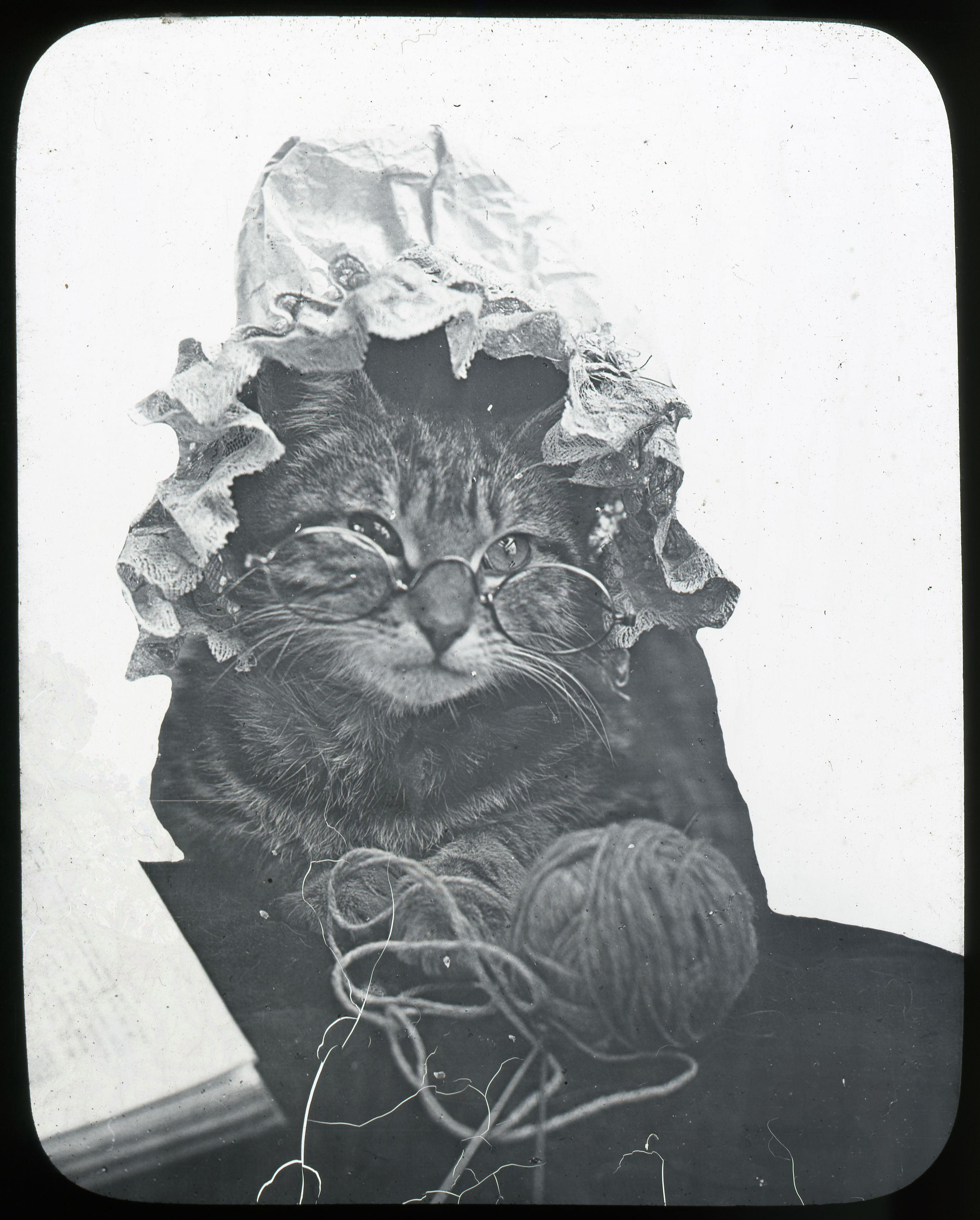 The Fascinating Chimera Project