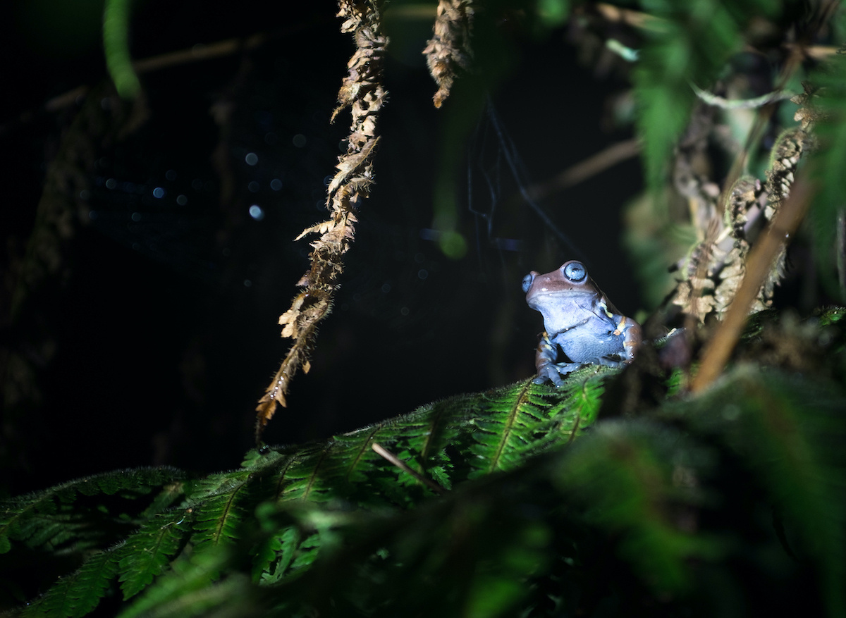 Bioacoustic Data — cucusonic