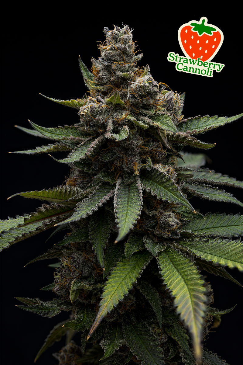 STRAINS — FullTilt Labs