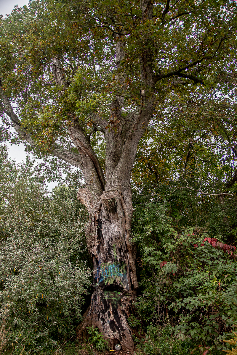 2021 — nathanielshannon.com