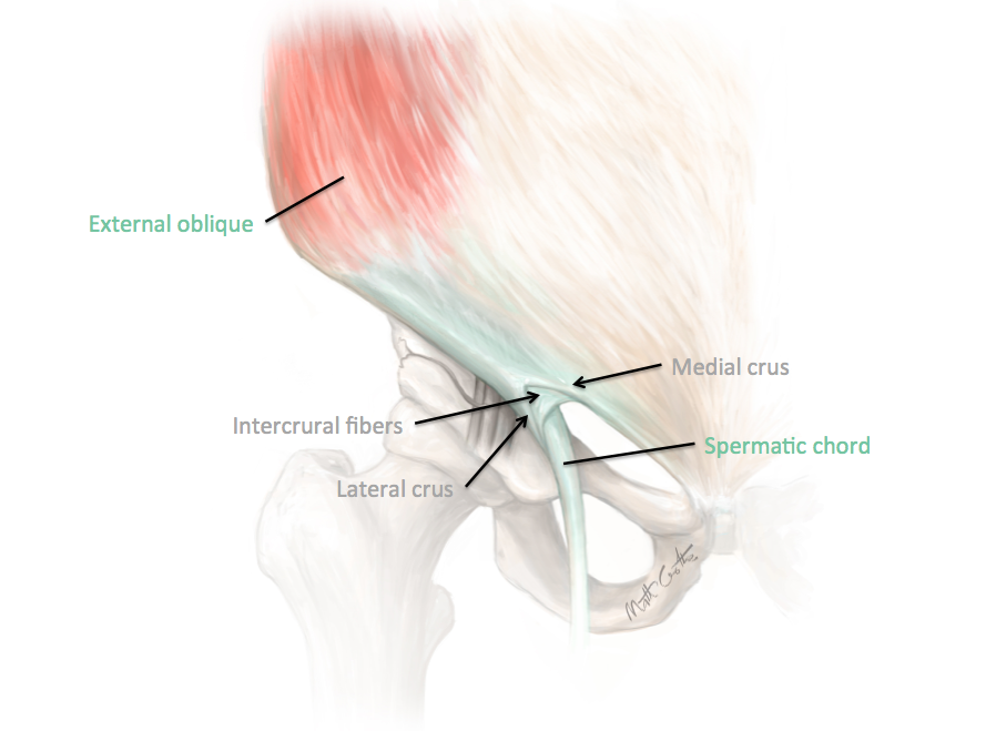 Inguinal Canal - Anterior View — Matt Crotts