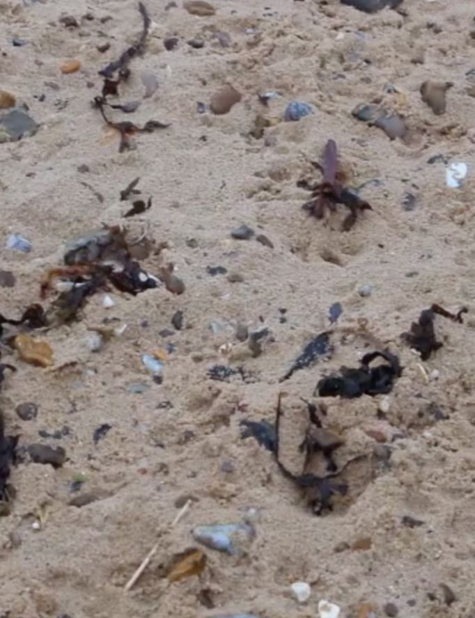 Records of Gorleston beach — BB Brogen Berwick