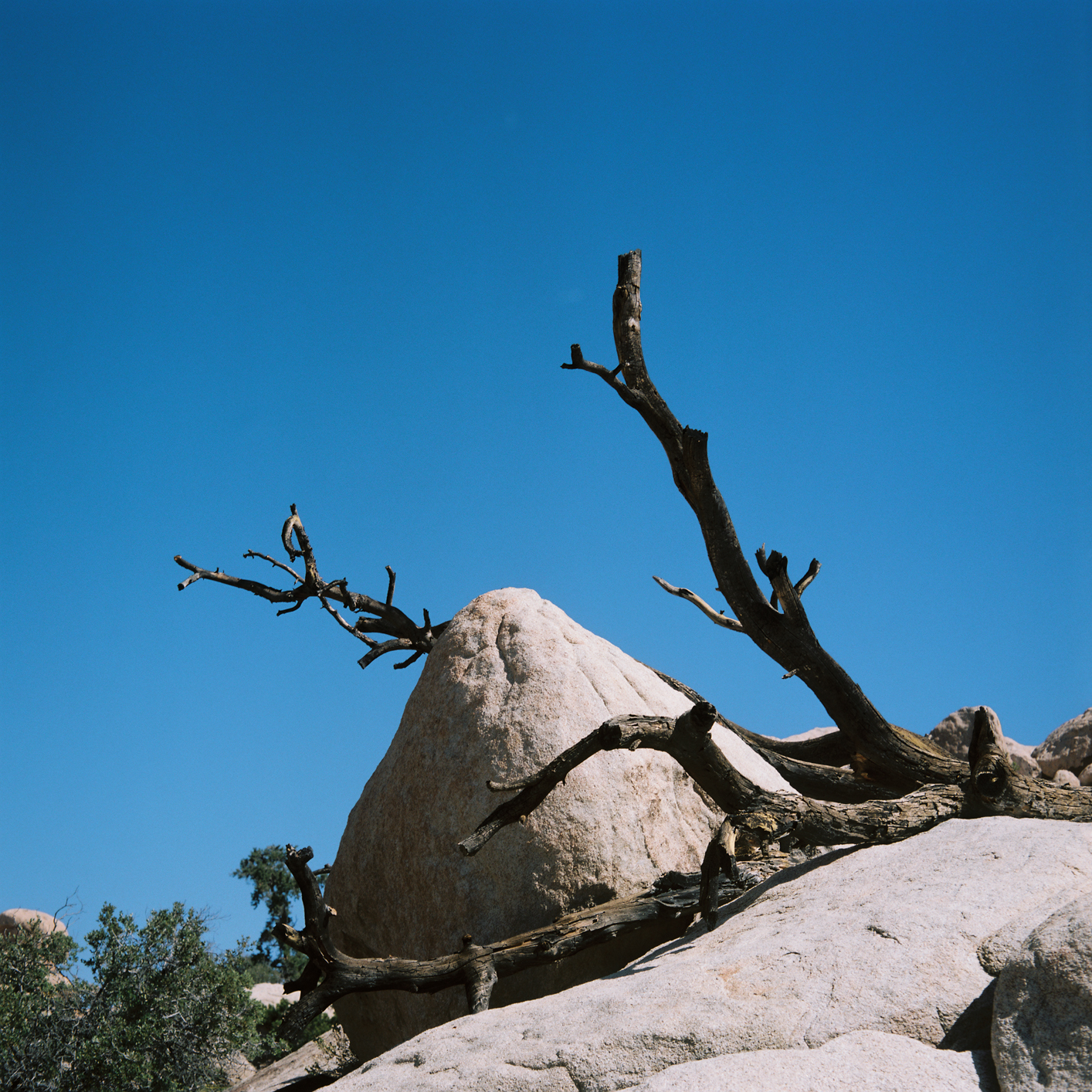 Daniela Spector Photography