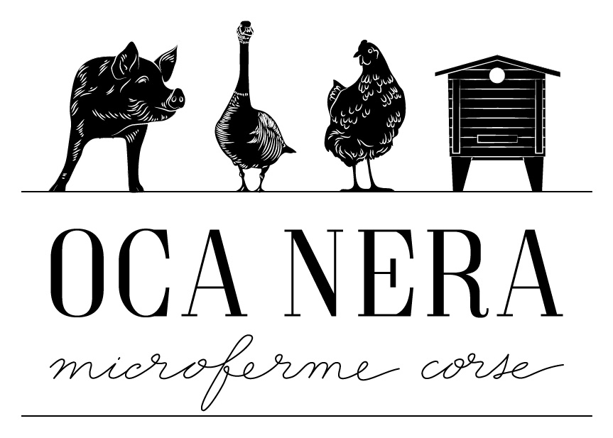 OCA NERA — pola