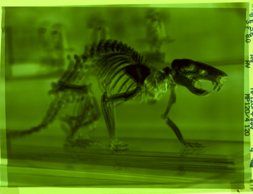 PALEOCITY — Eric Bottero