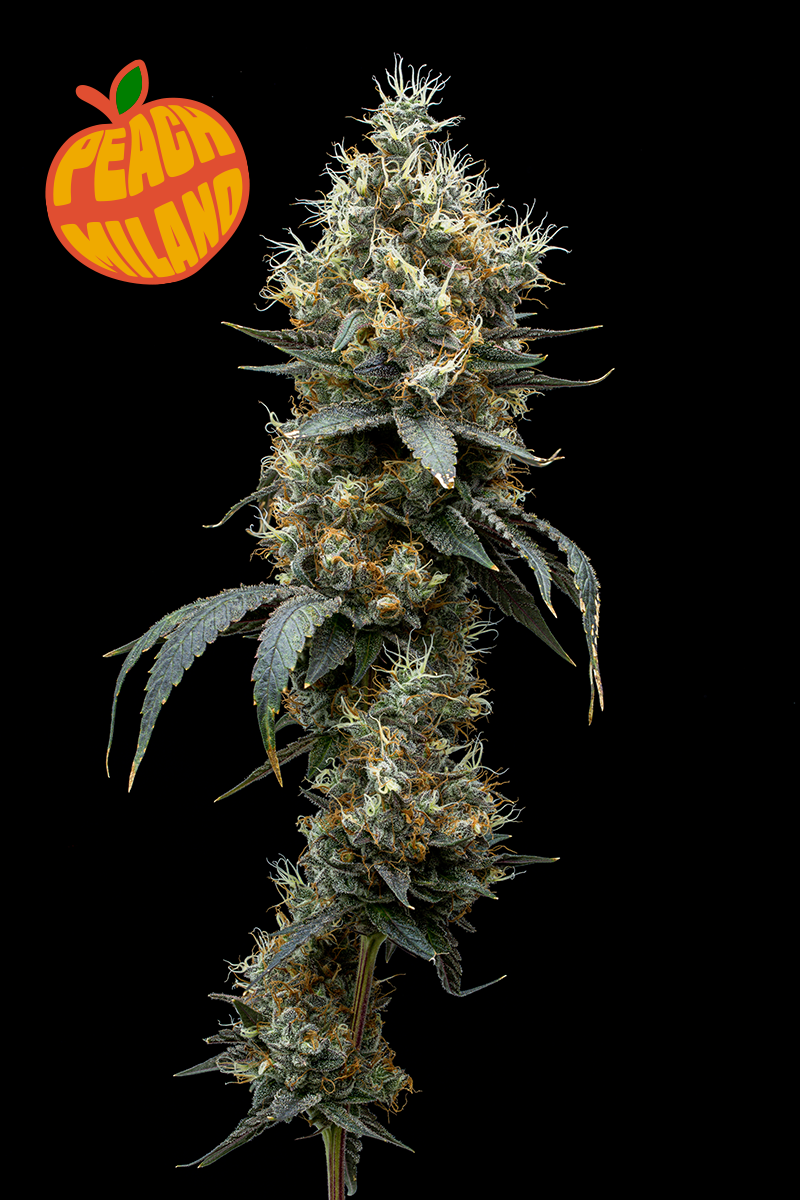 STRAINS — FullTilt Labs