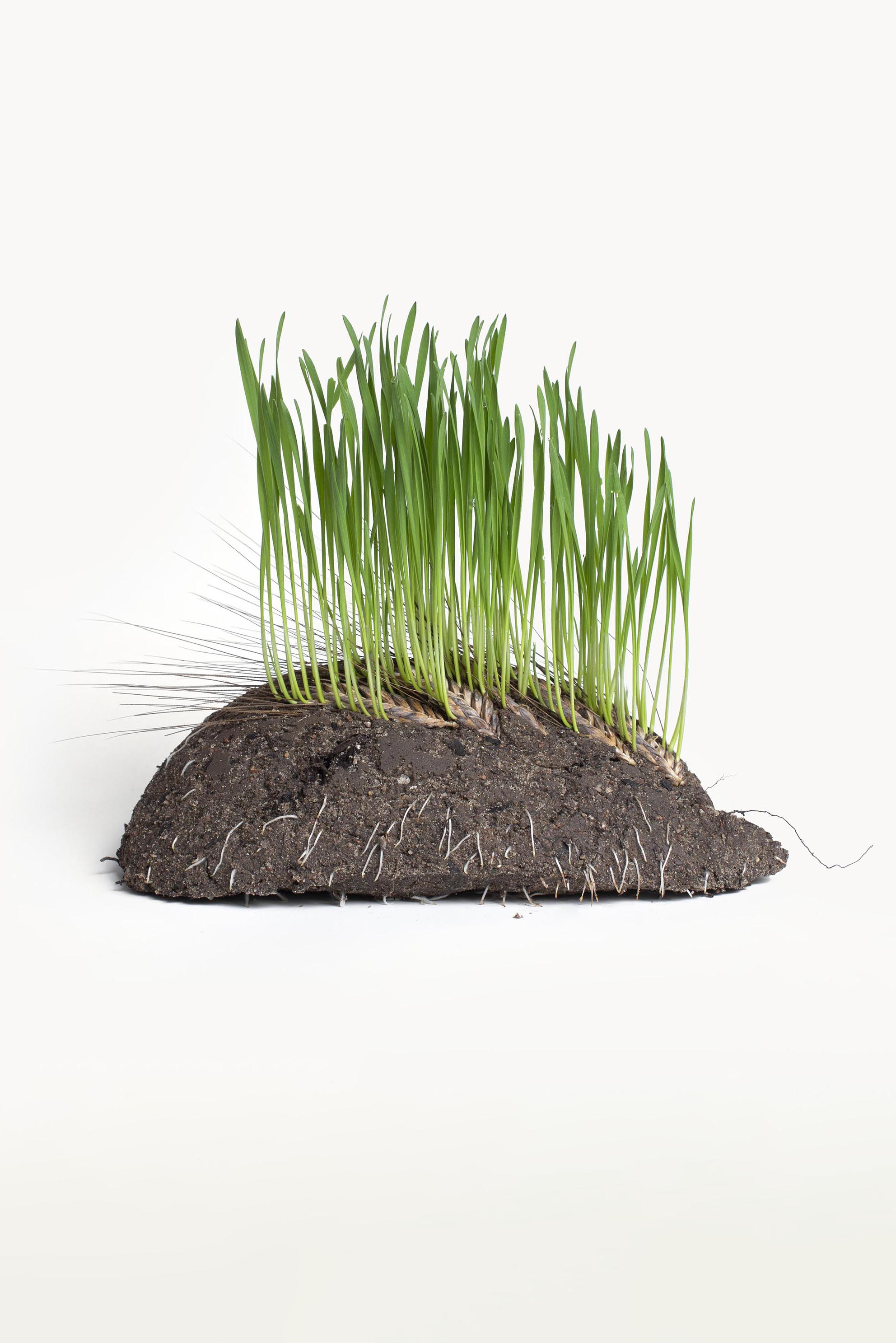 Habitat — Johanna Seelemann