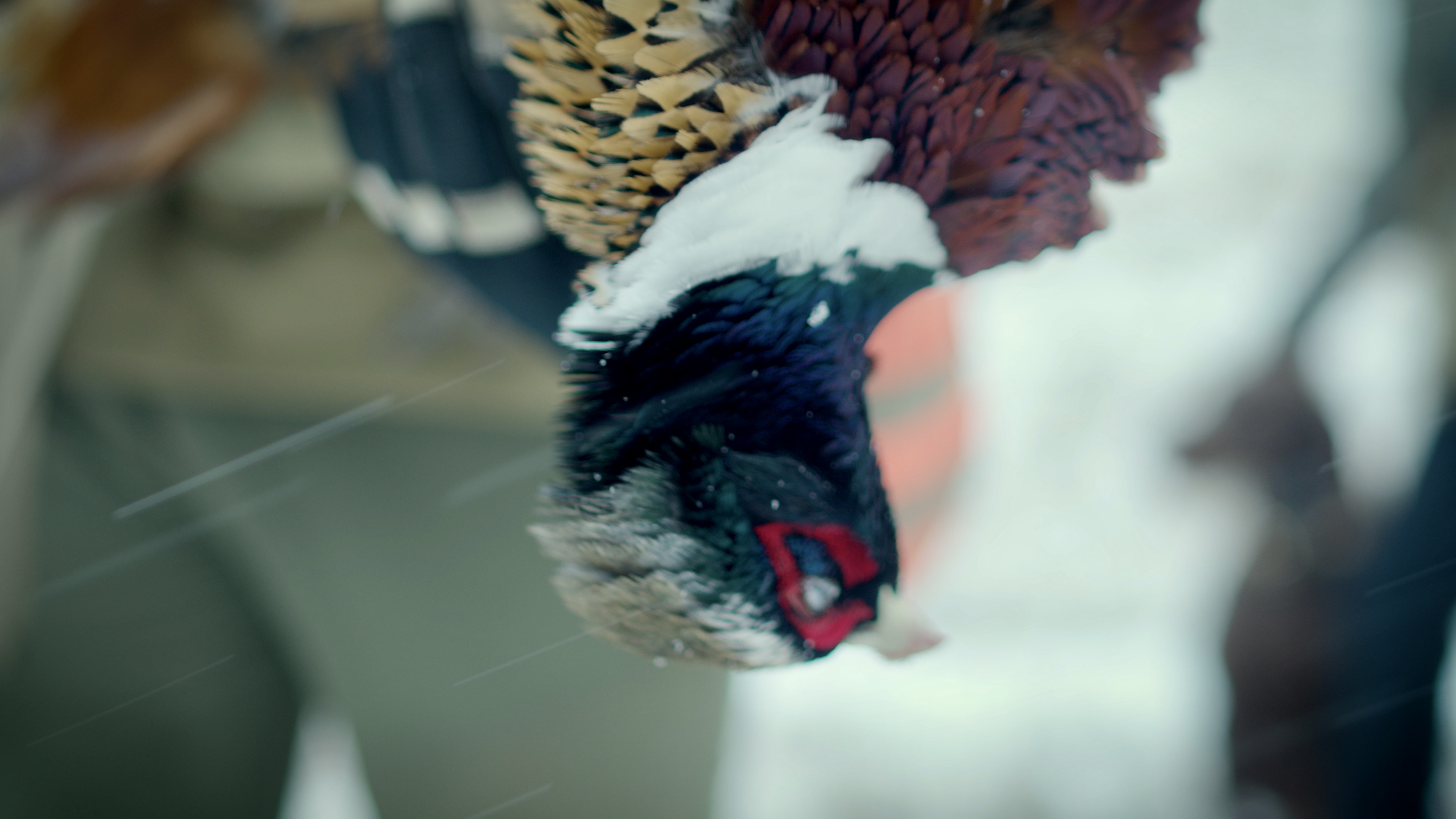 Tailgate Tales: Amber Blazina — Jasper Poore - Director of Phography