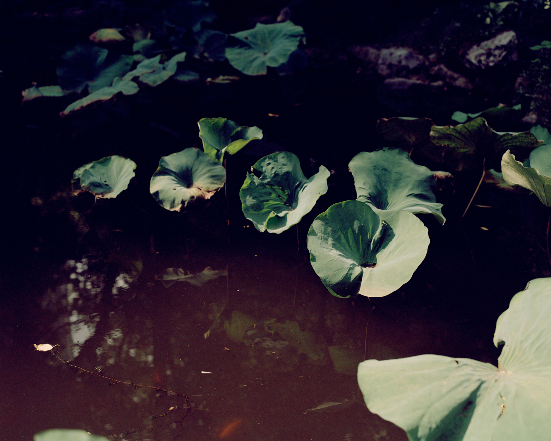 Jeff Hahn — Photographer