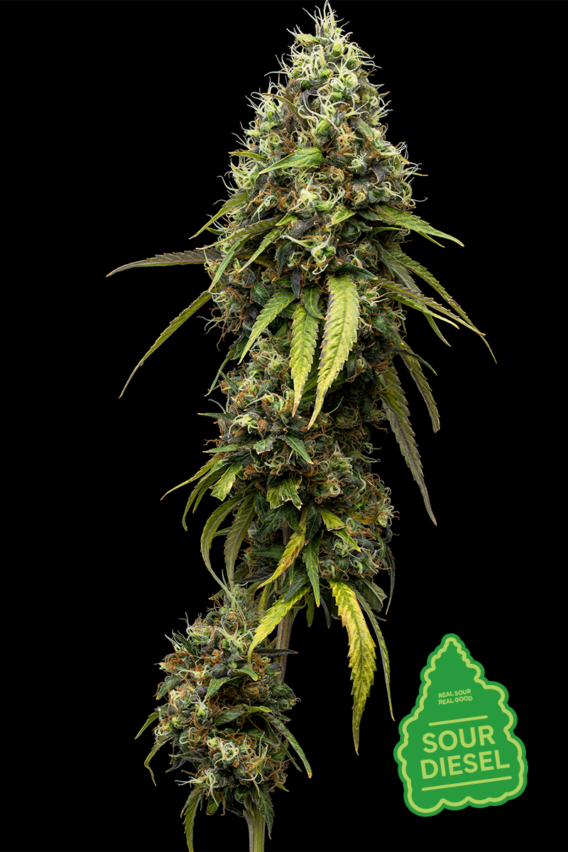 STRAINS — FullTilt Labs