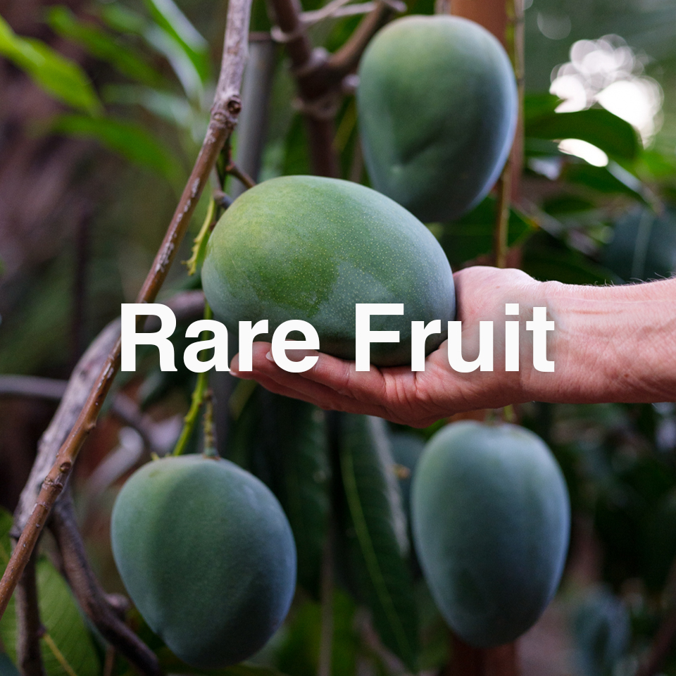 Overview — David Blakeman