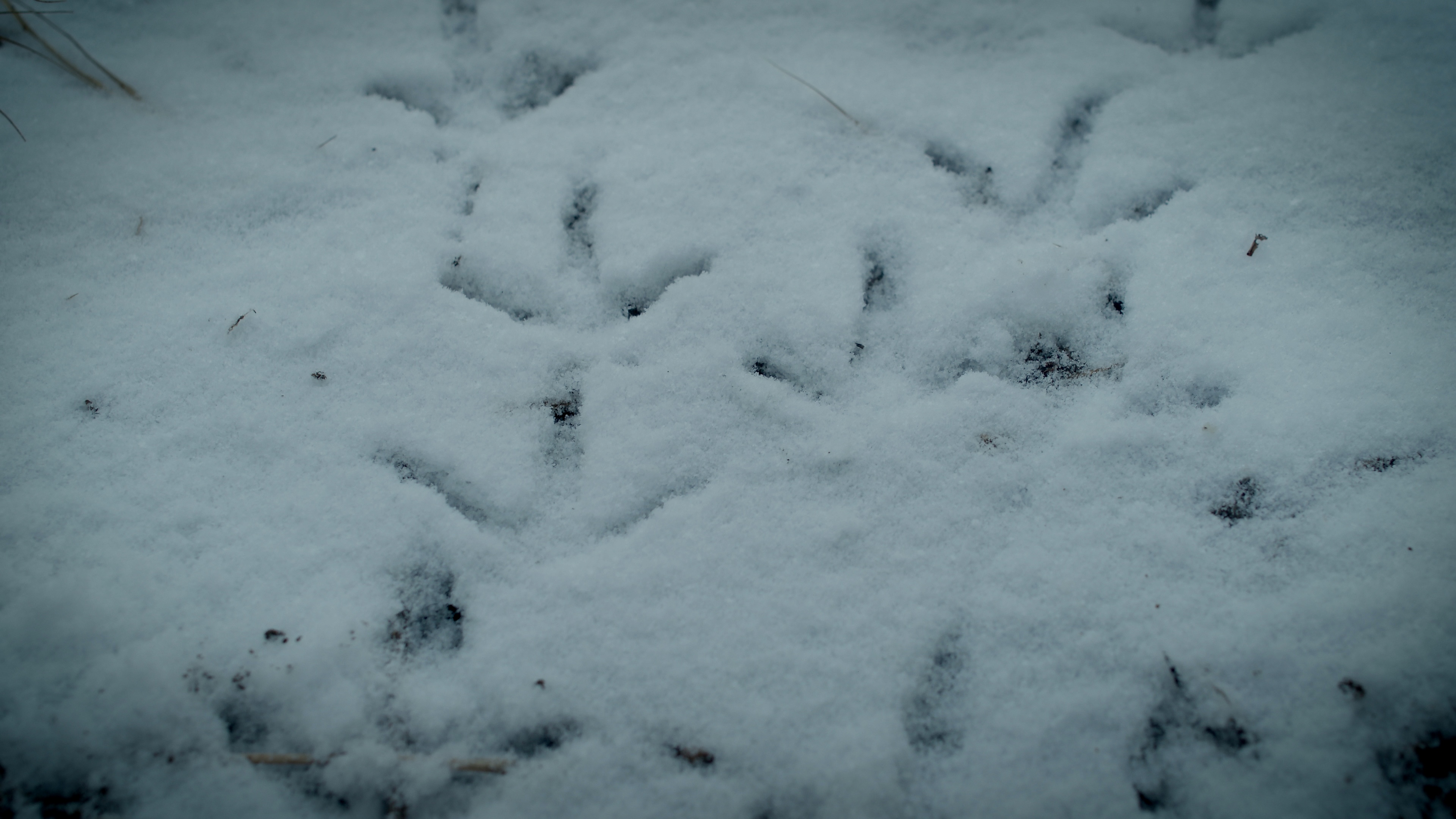 Tailgate Tales: Amber Blazina — Jasper Poore - Director of Phography