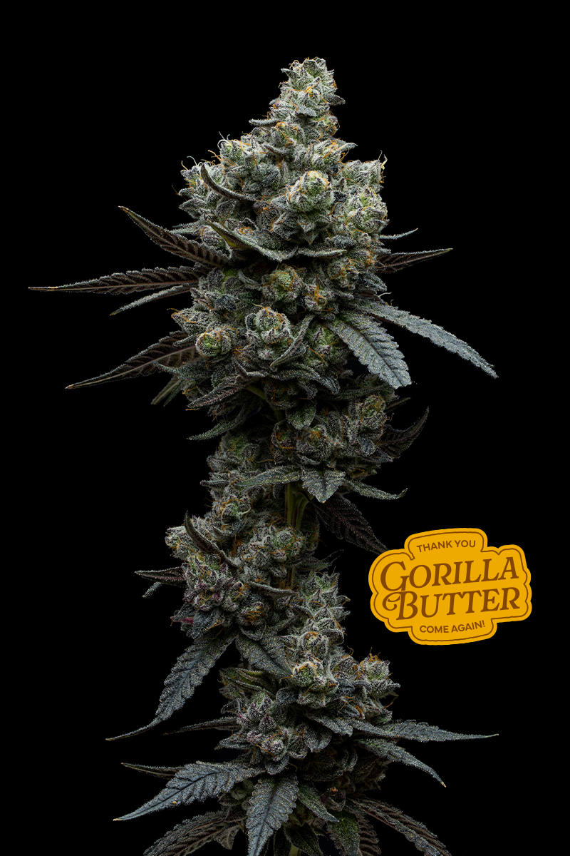 STRAINS — FullTilt Labs