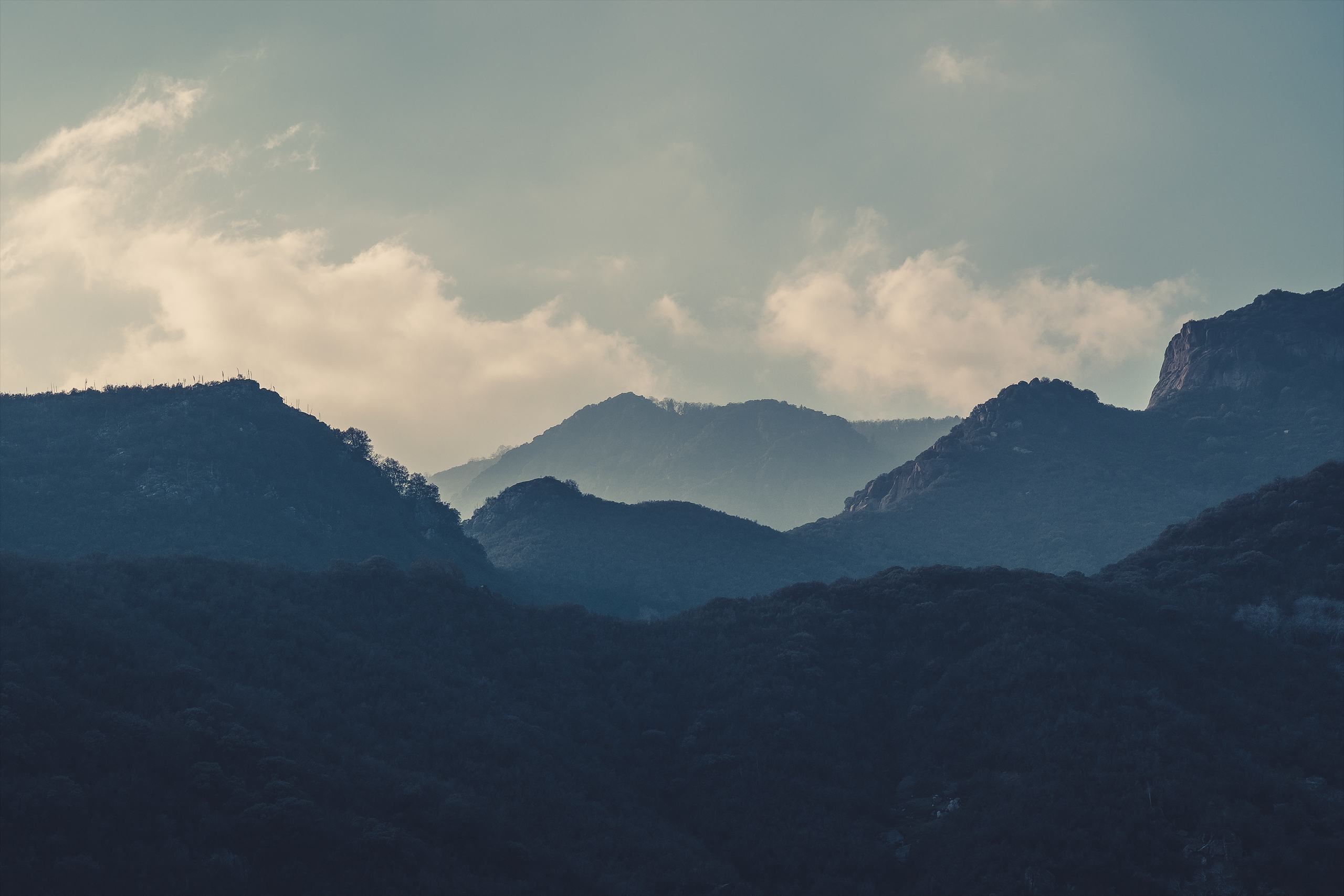 2015 Sequoia Forest — GMUNK .photo