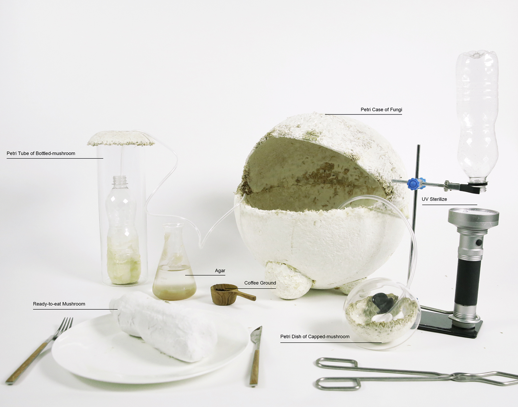 Fungi Laboratory — Yi.Tian