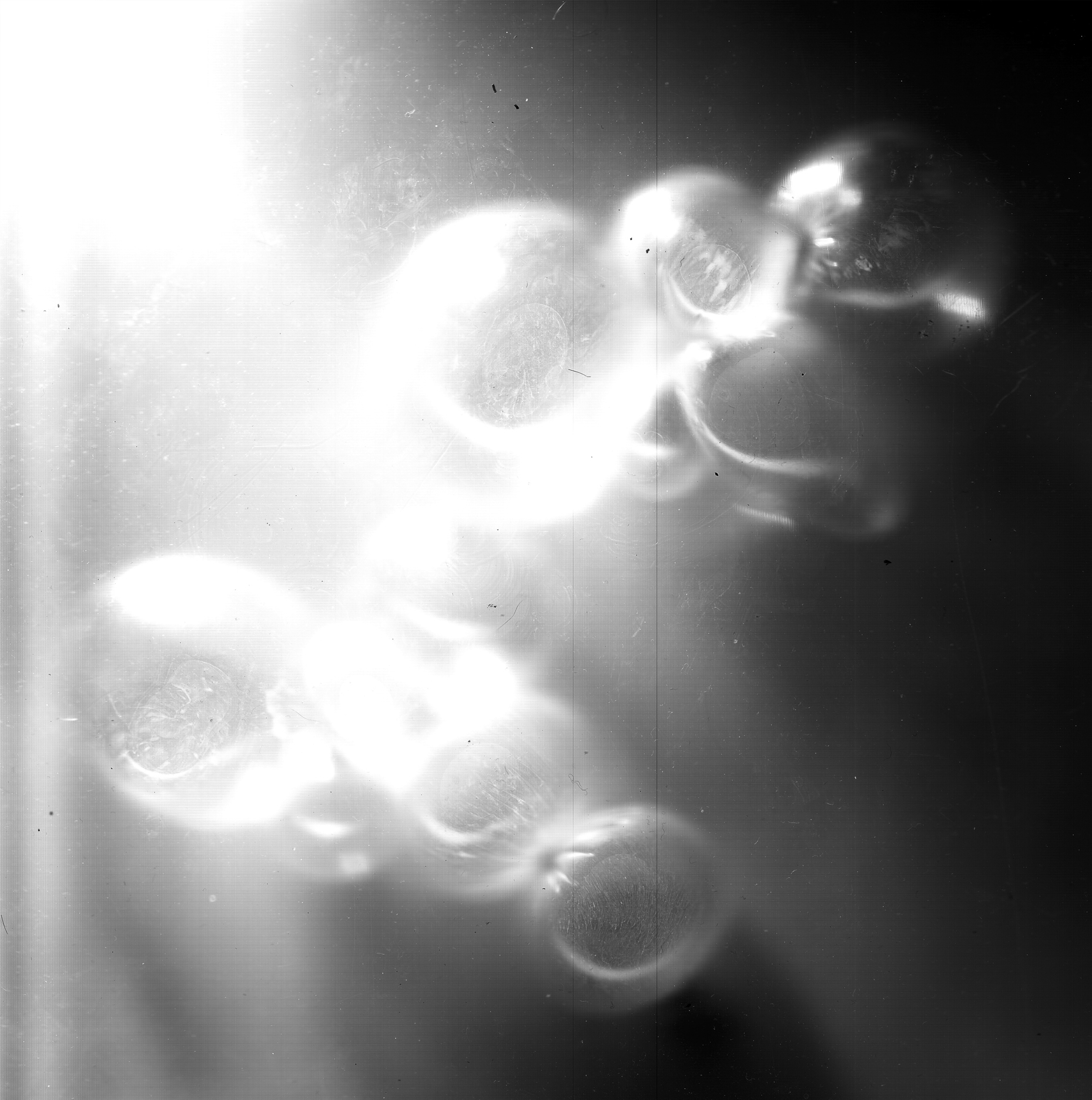 Natural — Fabien Léaustic