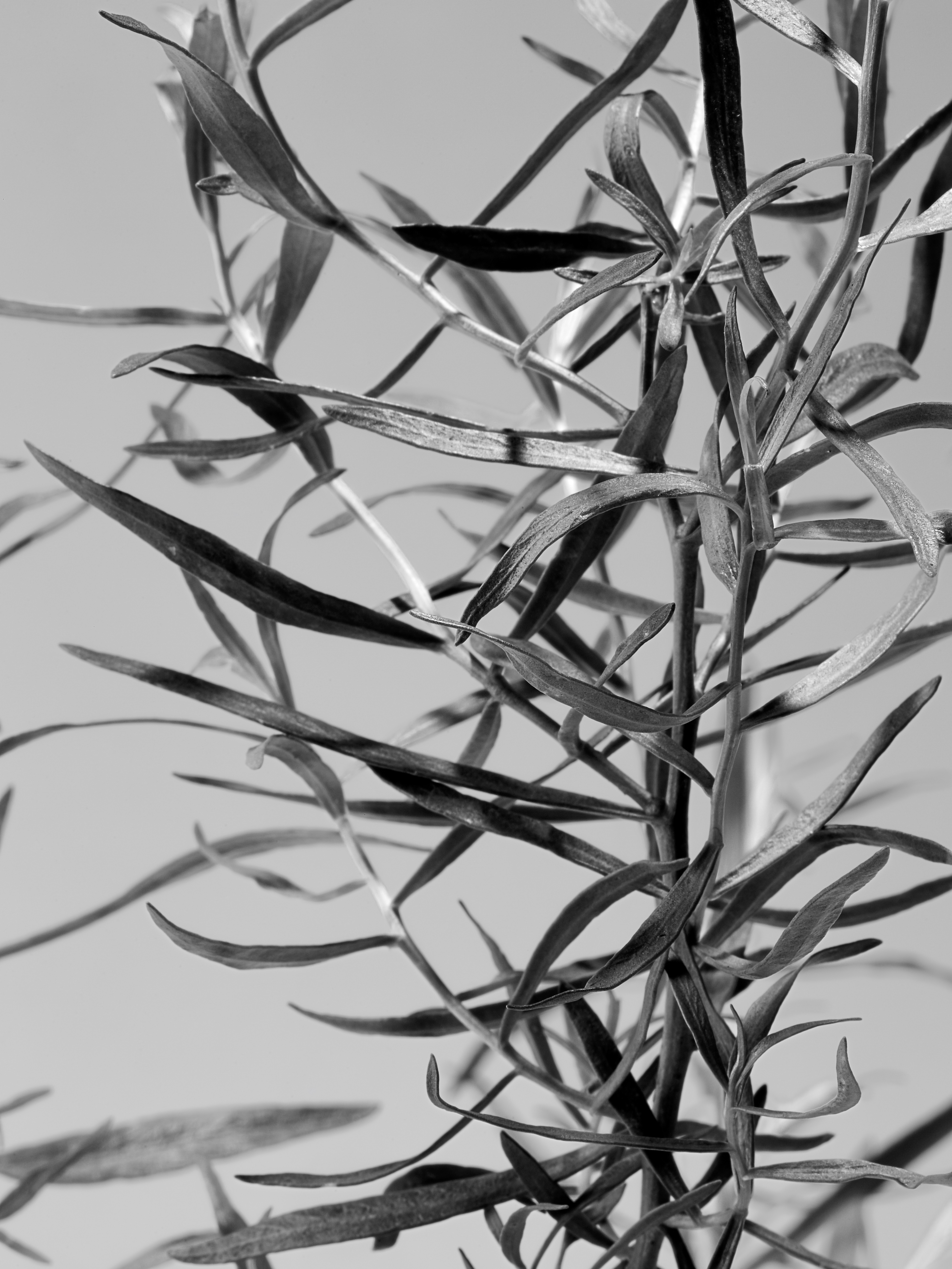 Frank+Oak - Balsem — JsDenomme