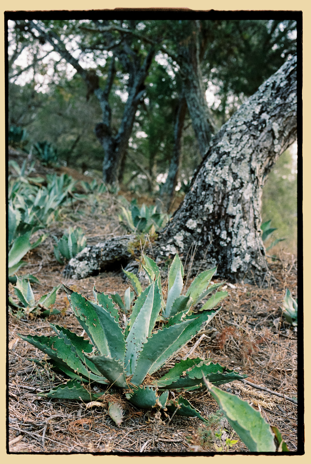 Yaha-Yahui Organic Mezcal
