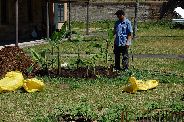 TENDING — Lucas Ihlein