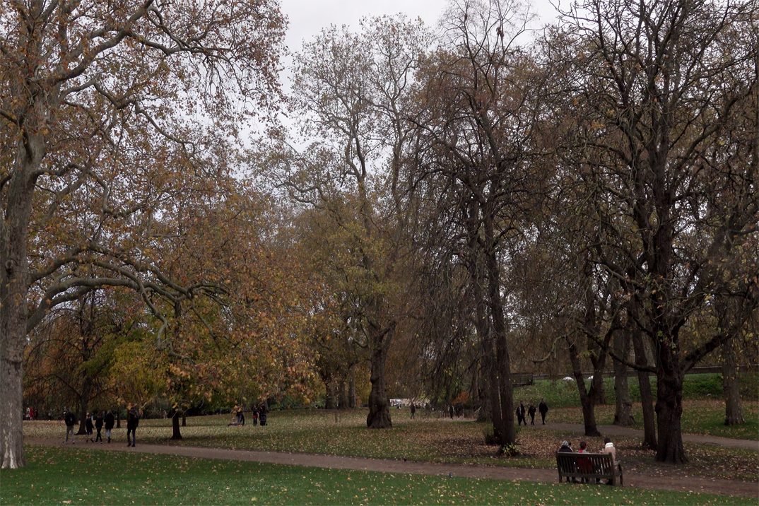 The Loudest Tree — Sangwon Jo