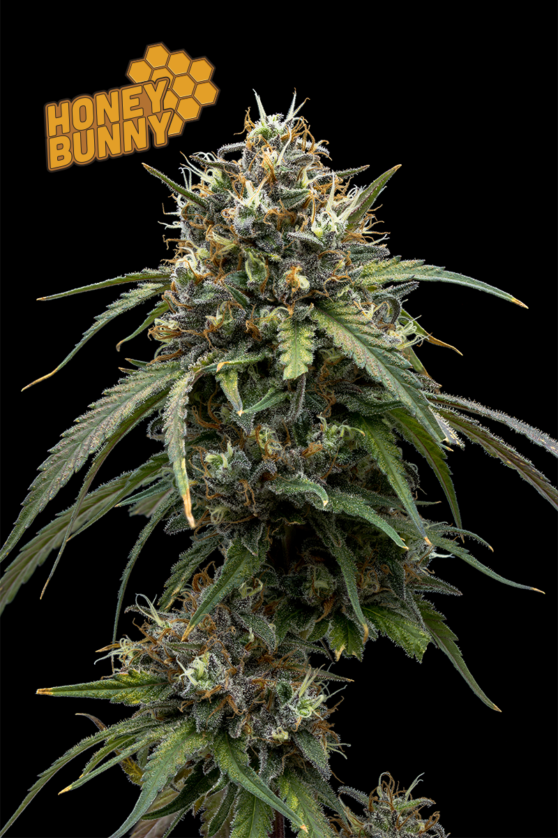 STRAINS — FullTilt Labs