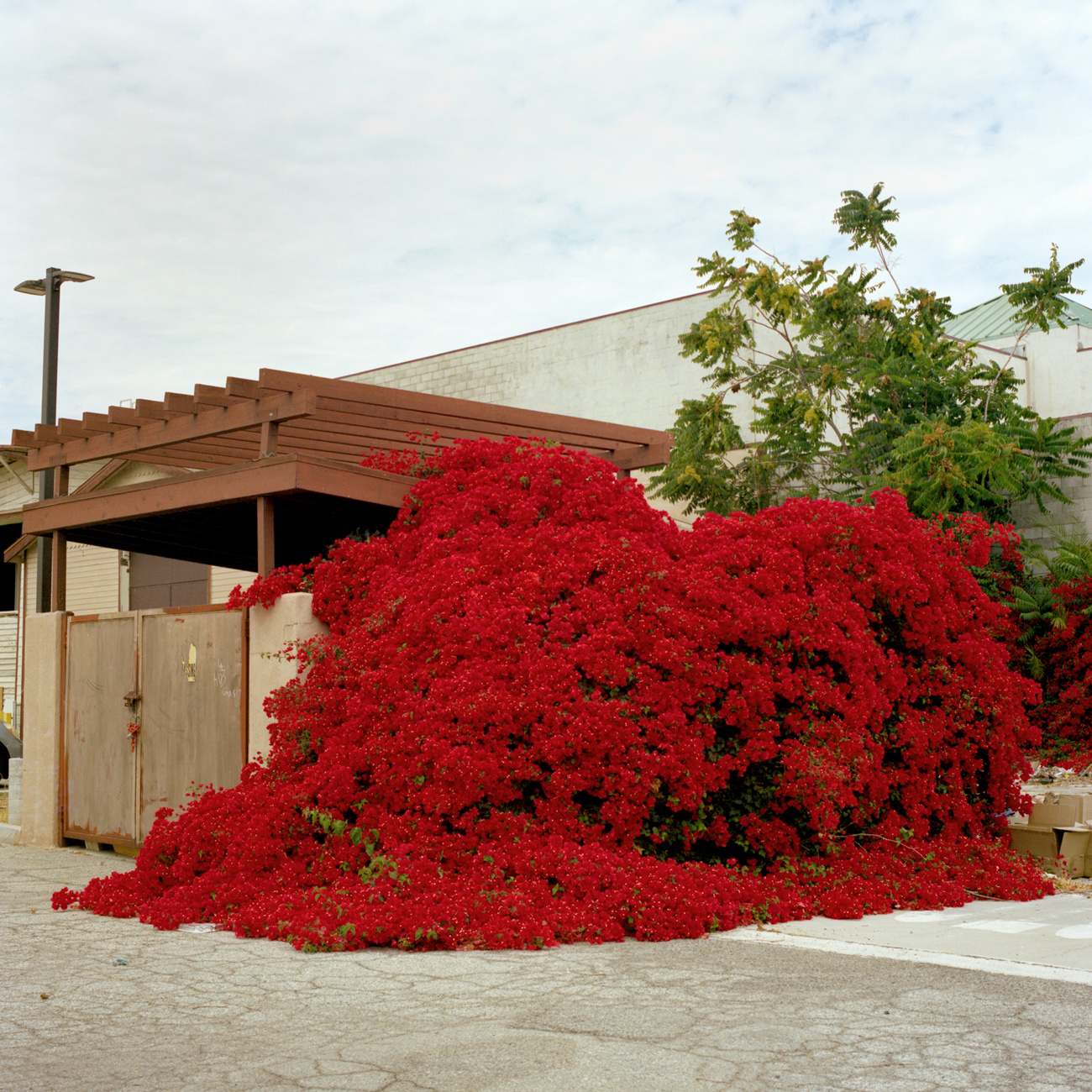 @fijiqween on Tumblr