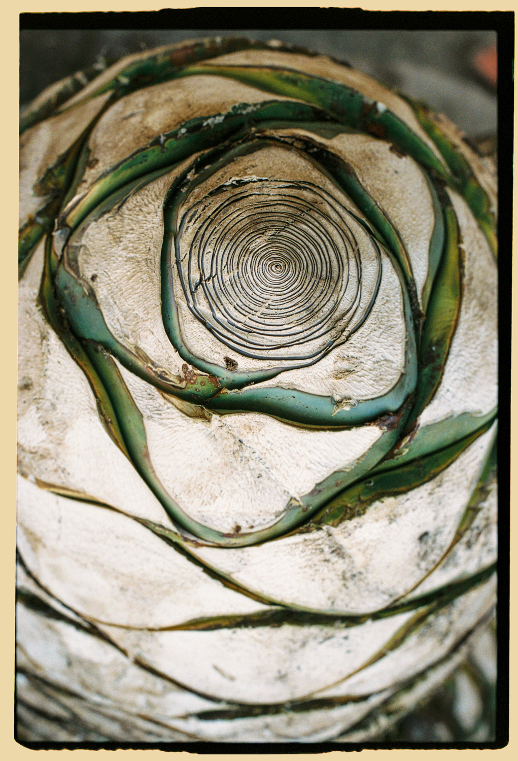 Yaha-Yahui Organic Mezcal