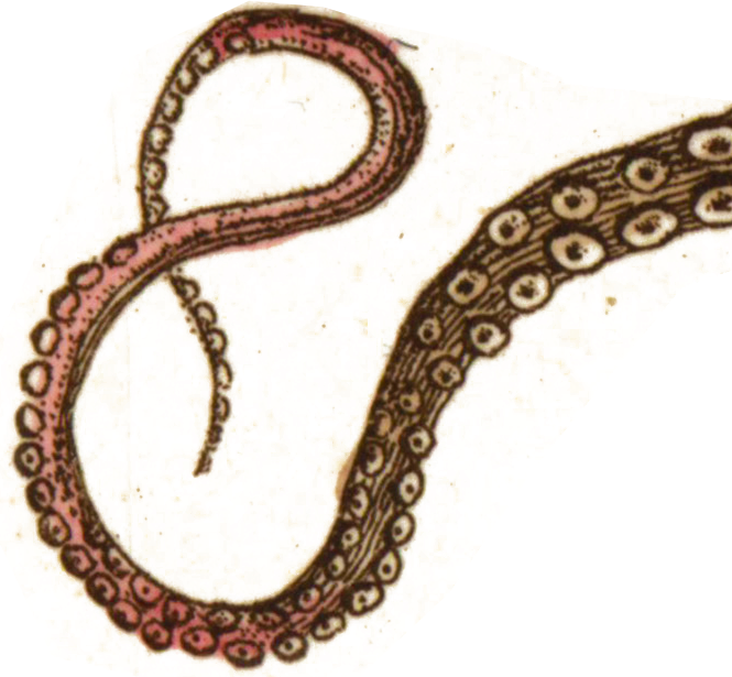 Octopus Right (Overlay) — Jackie Higgins