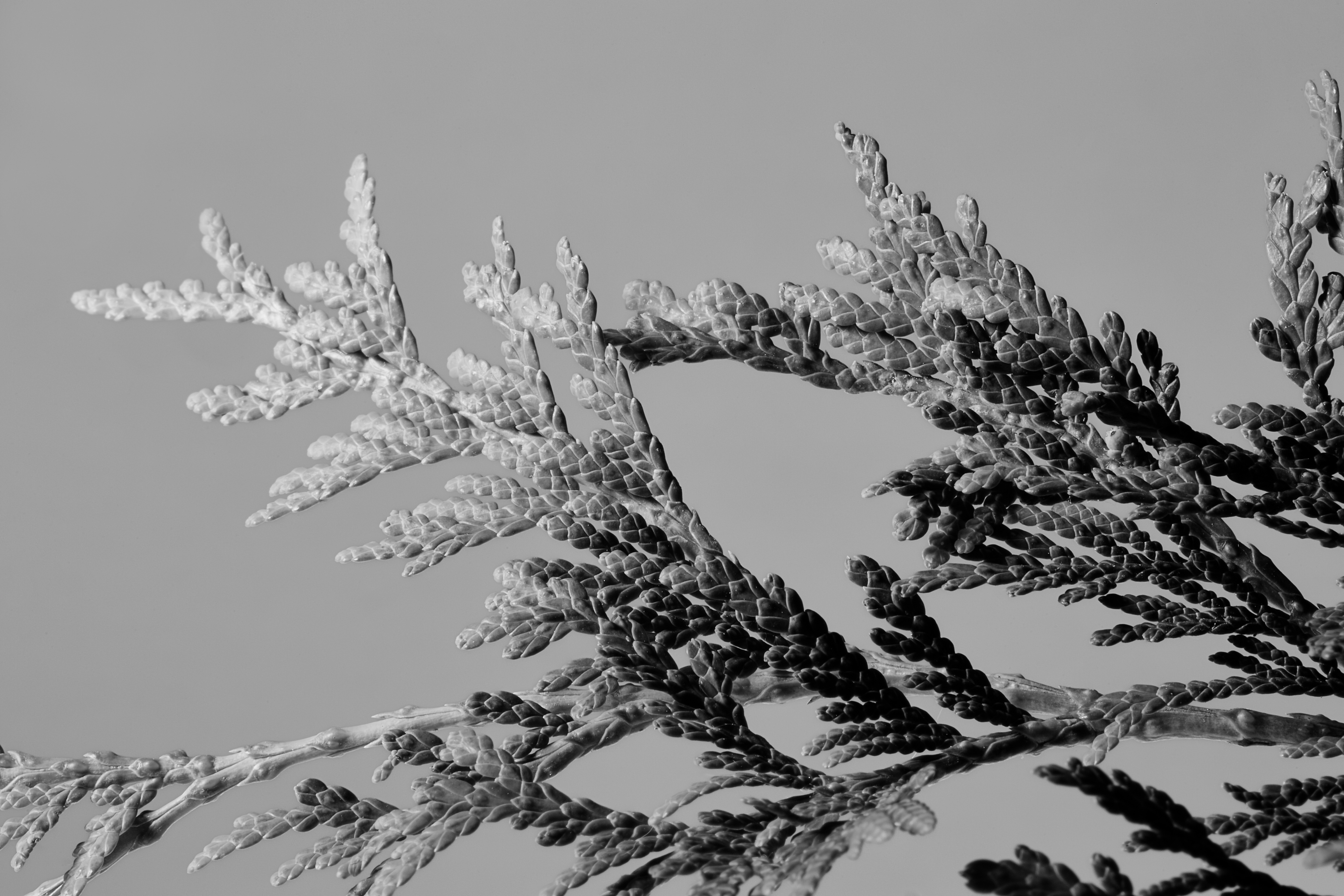 Frank+Oak - Balsem — JsDenomme