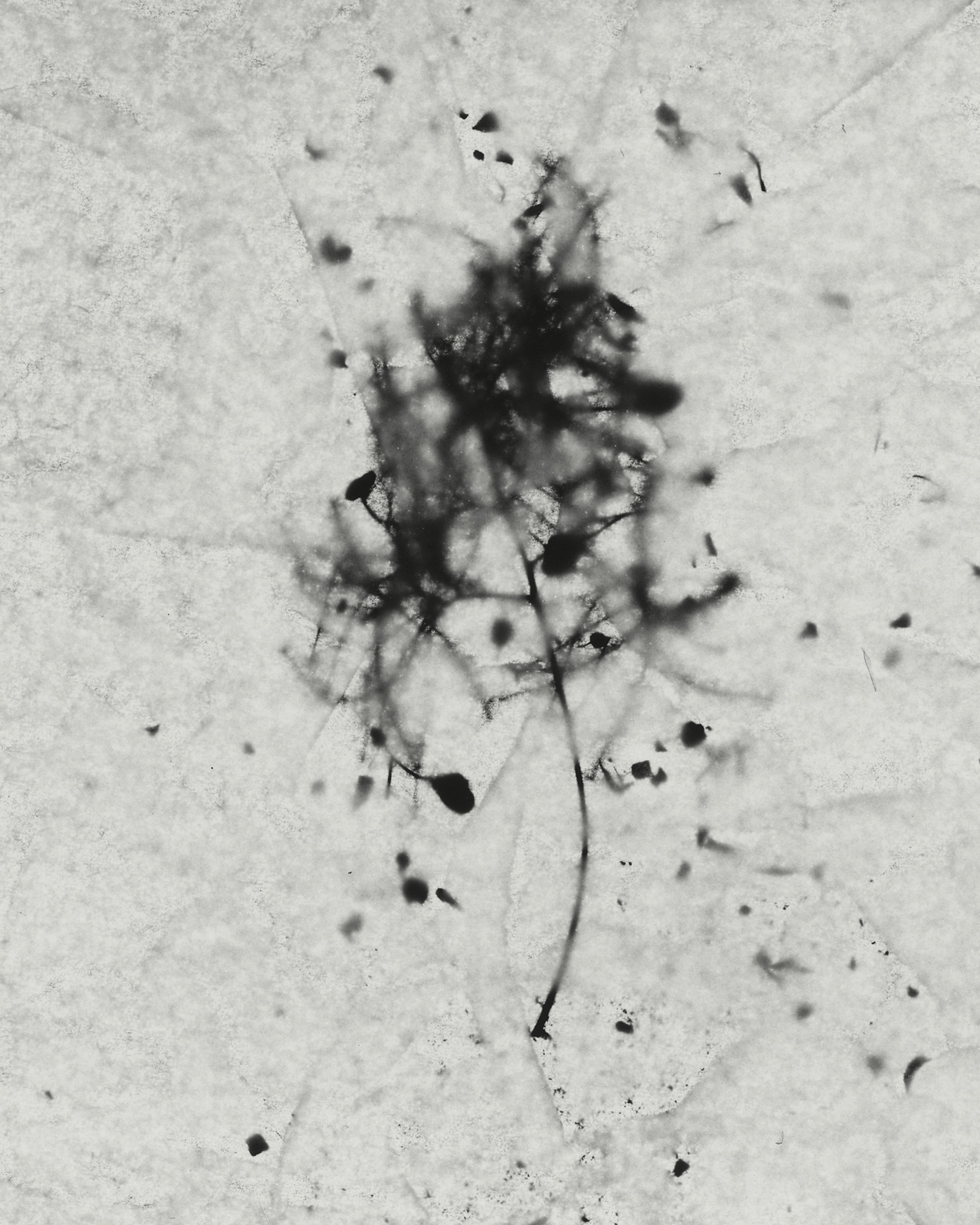 Catalogue — Lowe H Seger