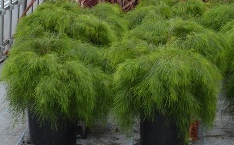 more varieties — Iiduka Flower Plants