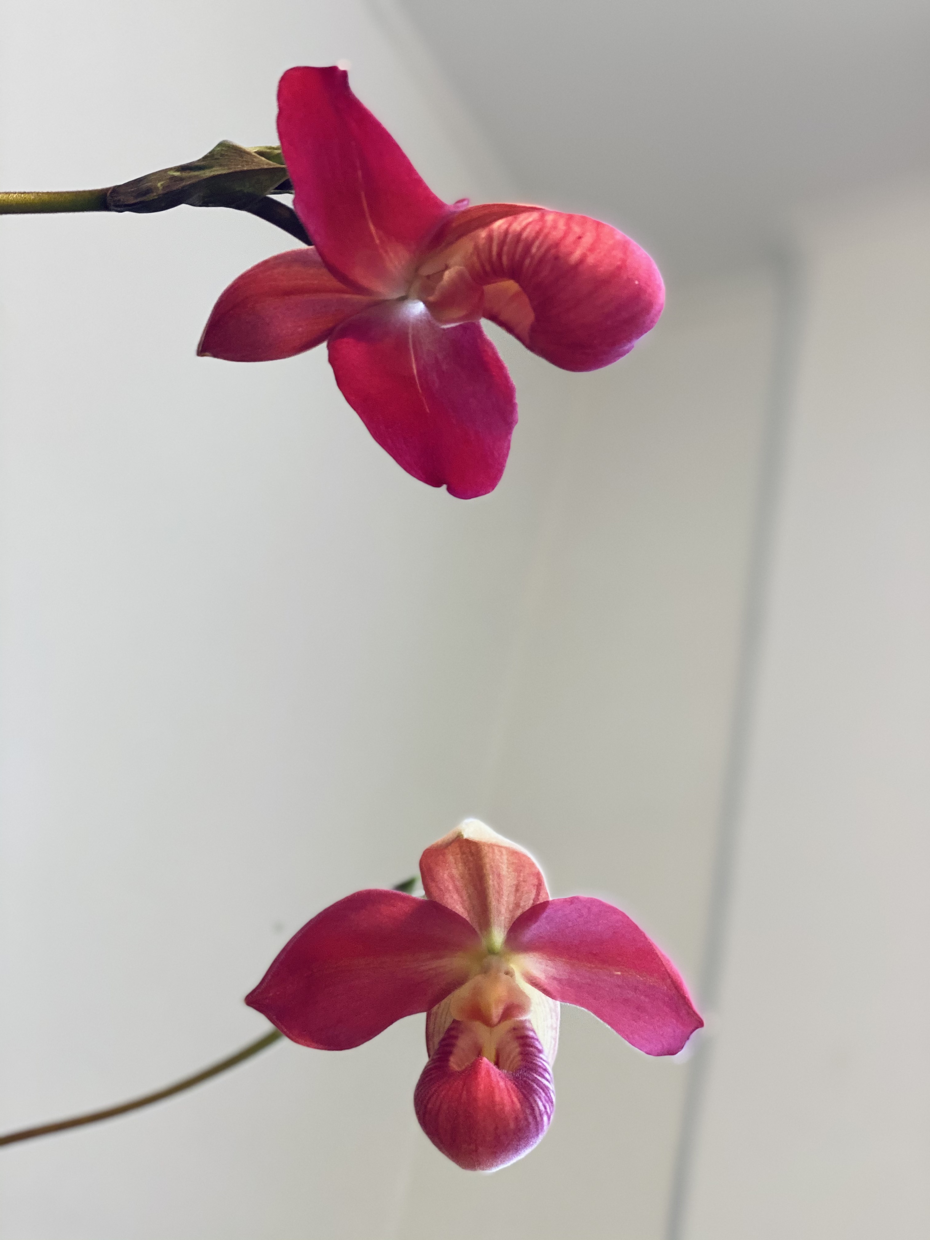 charlia orchids