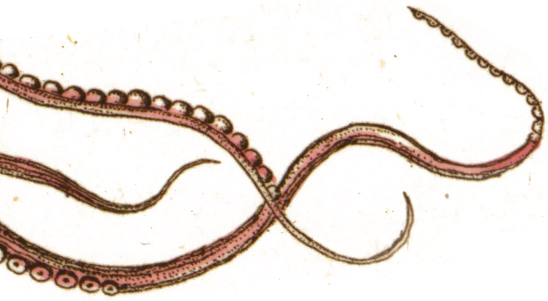 Octopus Right (Overlay) — Jackie Higgins