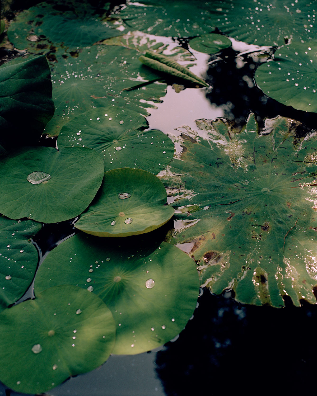 Jeff Hahn — Photographer