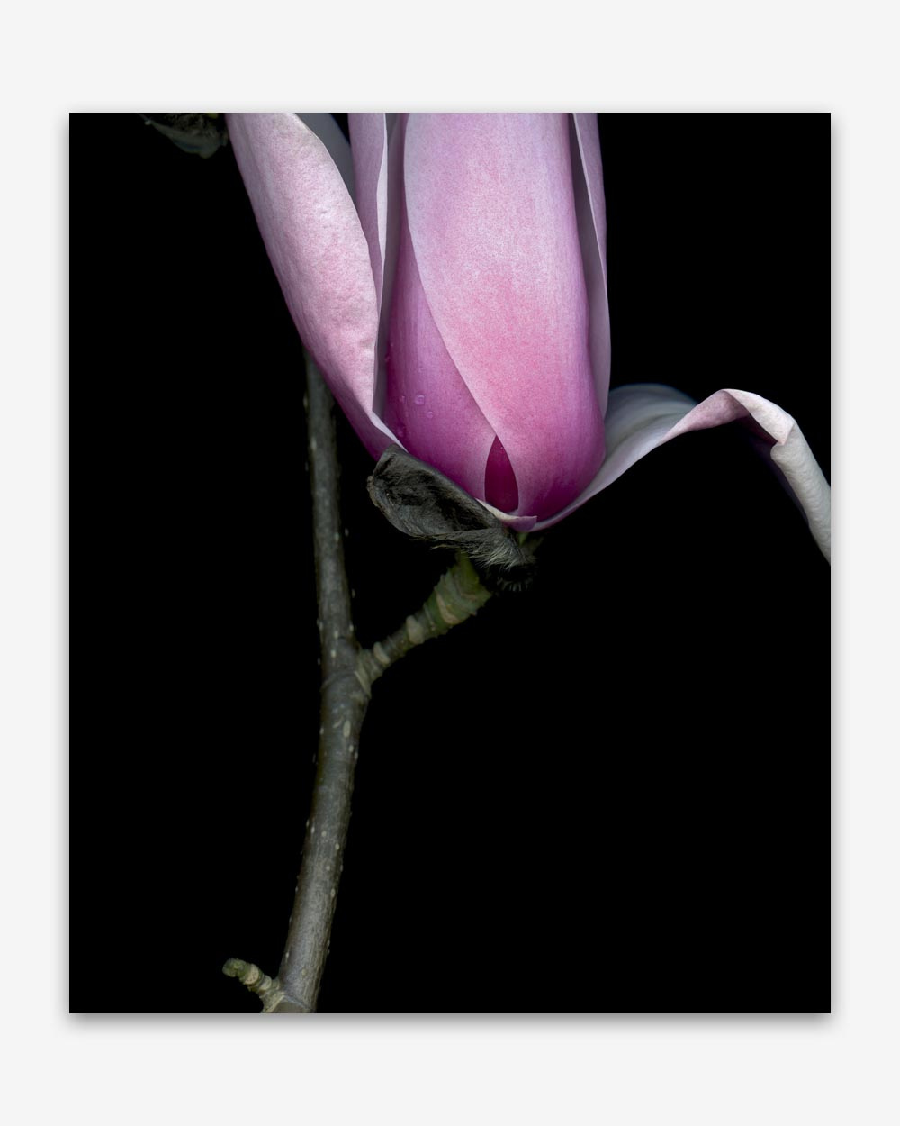 Gardens — Bannerman Design