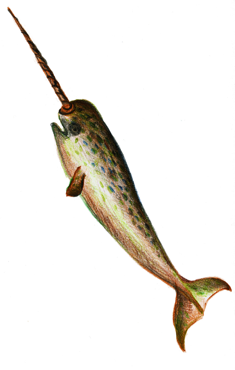 Narwhal Poster — Janelle Flores Sr.Product Designer/UX Narwhal Poster — Janelle Flores Sr.Product Designer/UX