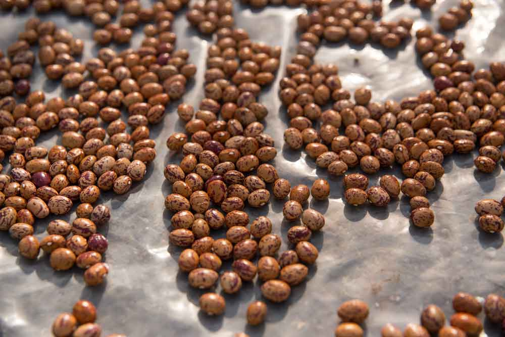 School Farm — Fern Leigh Albert