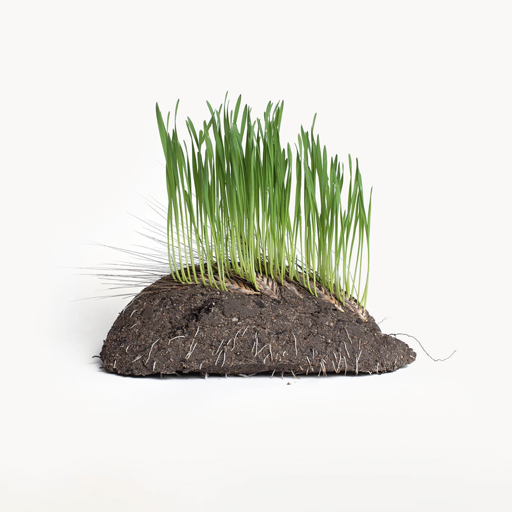 Habitat — Johanna Seelemann