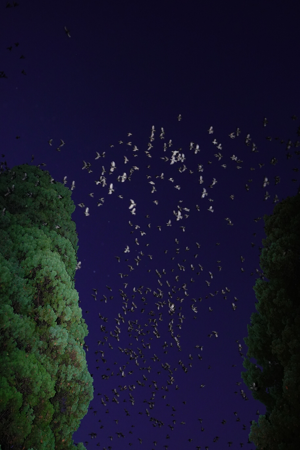 SASHA ELAGE — NOICE Magazine: Championing Unconventional Visual ...