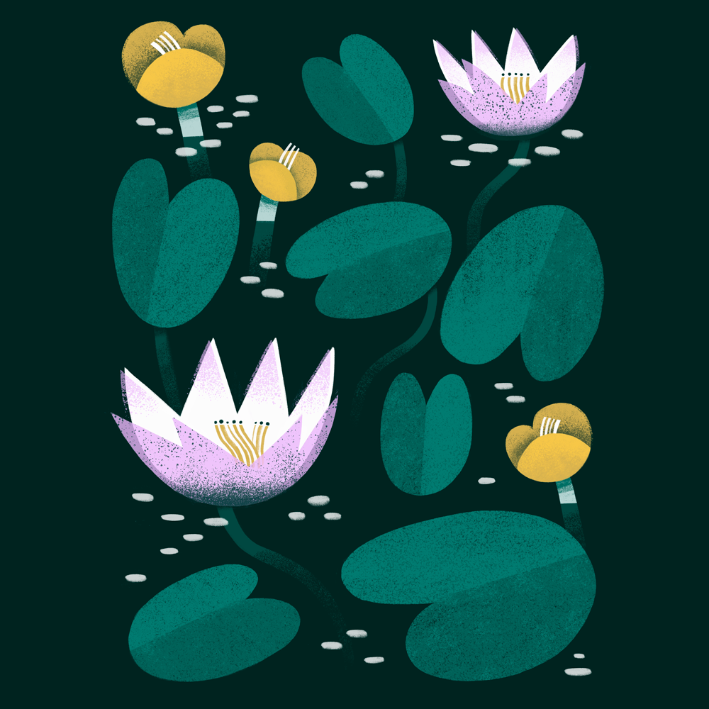 Lily Pond — essillustration