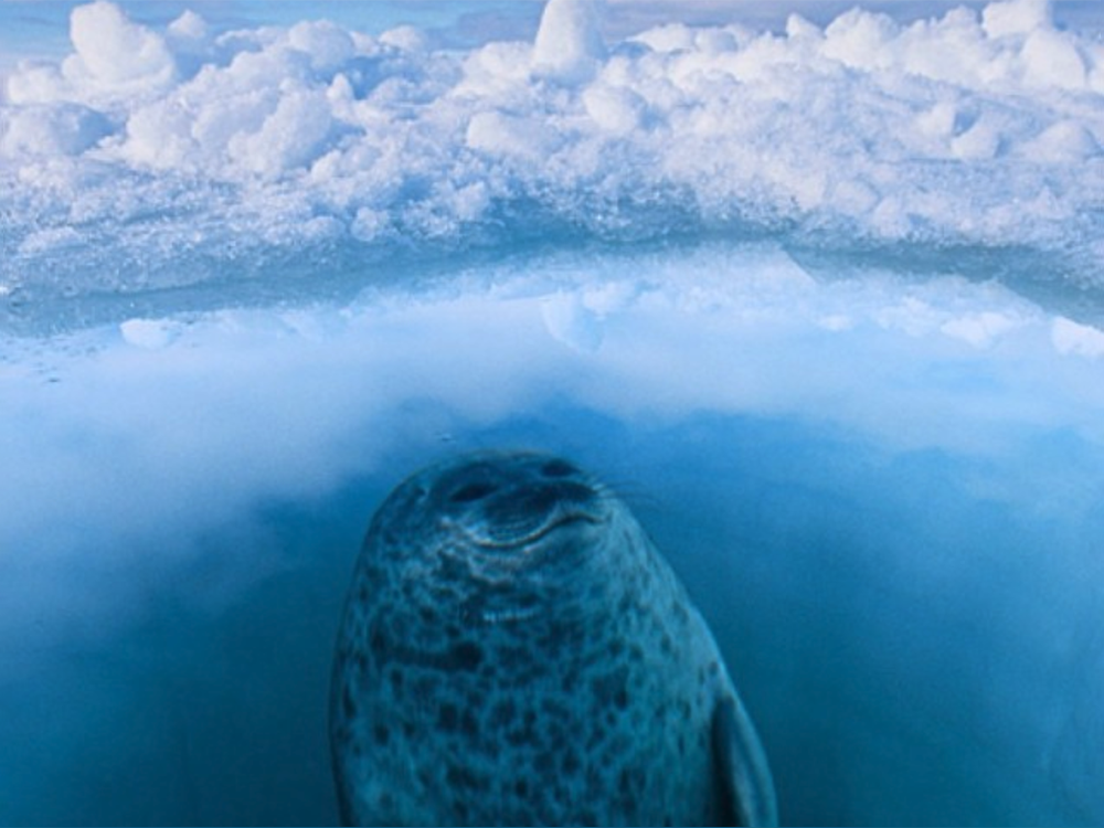 Sounds of the Antarctic Underwater Environment — SPECIAL COLLECTIONS