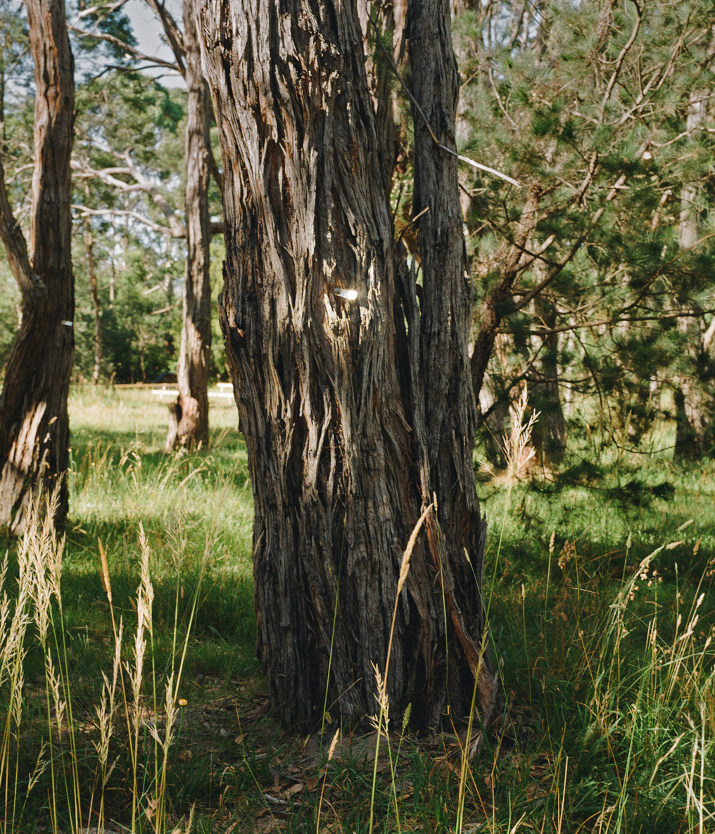Bittern Cabin — Nic Morgante - Architect