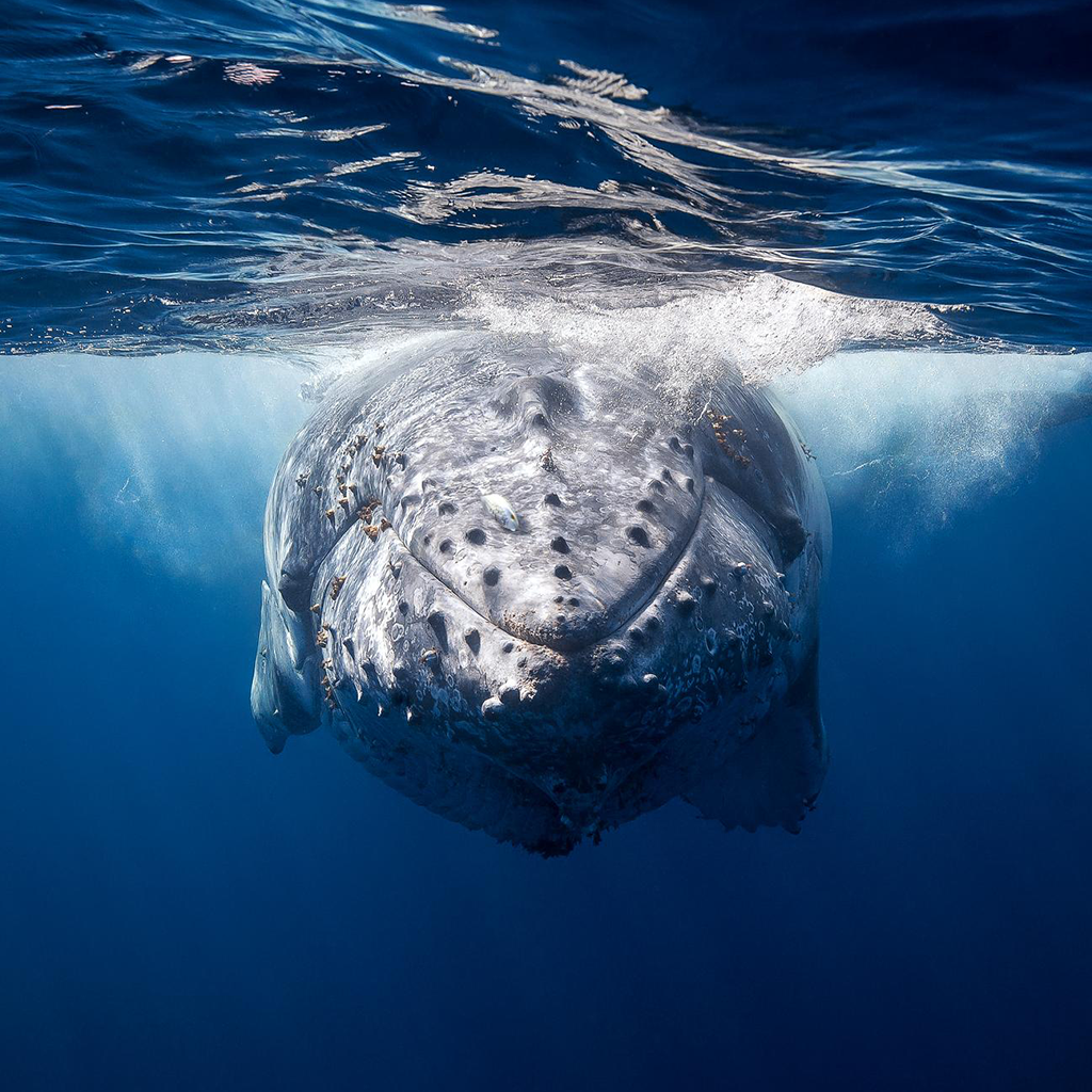 Augmented Nature — eirinimalliaraki