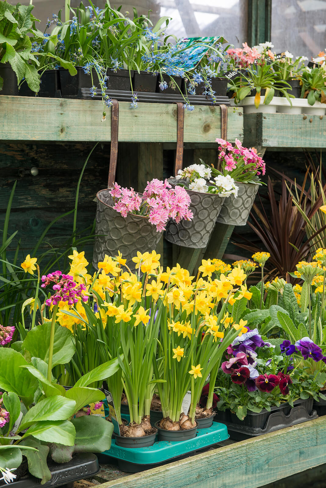 Spring — Plant World - Milton