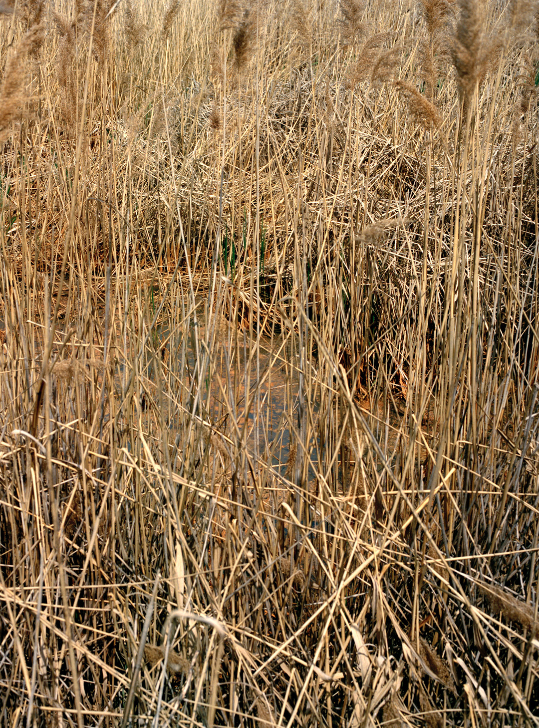 Xalapa — Finn Jubak
