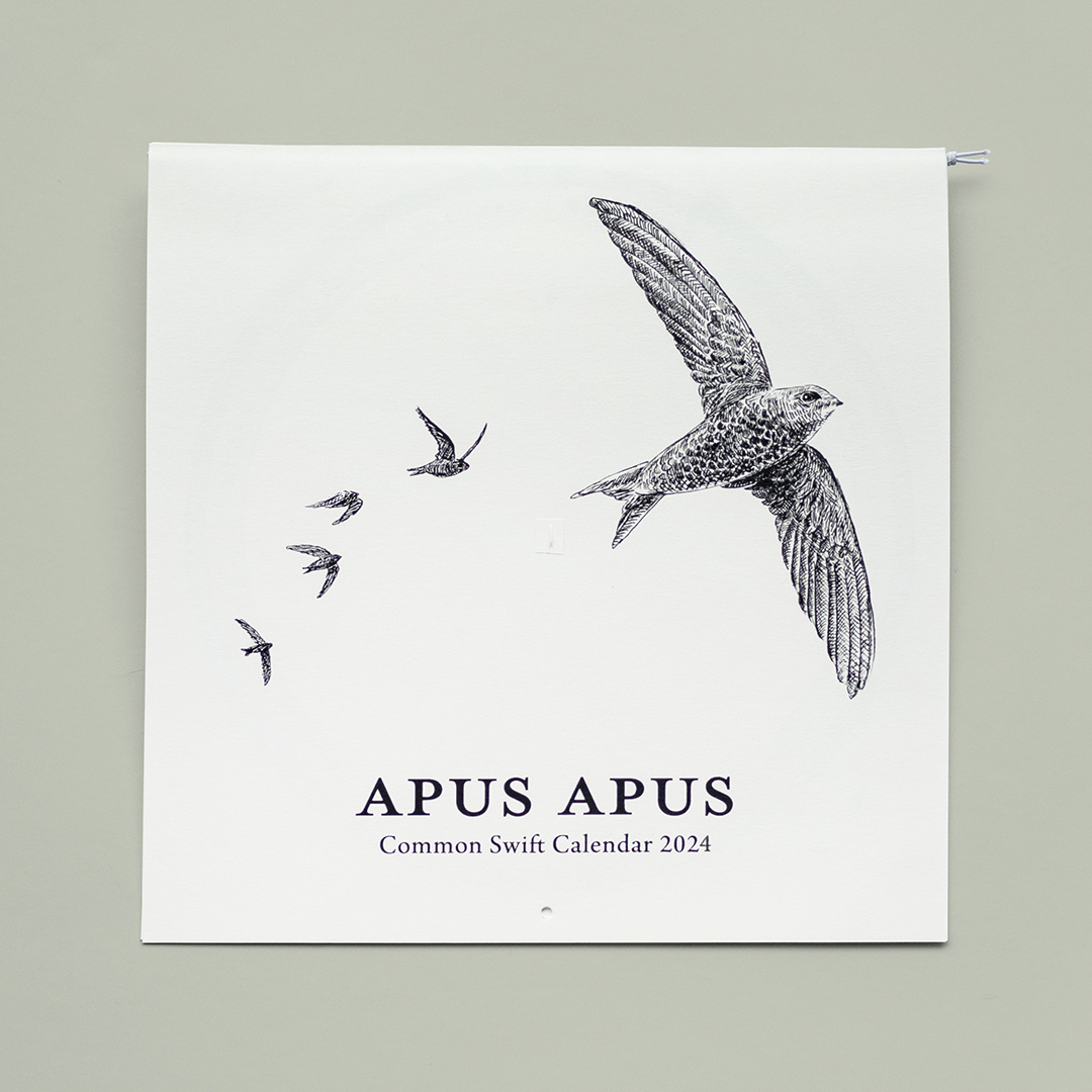 Apus apus Calendar 2024 — Design Studio Minami Hirayama