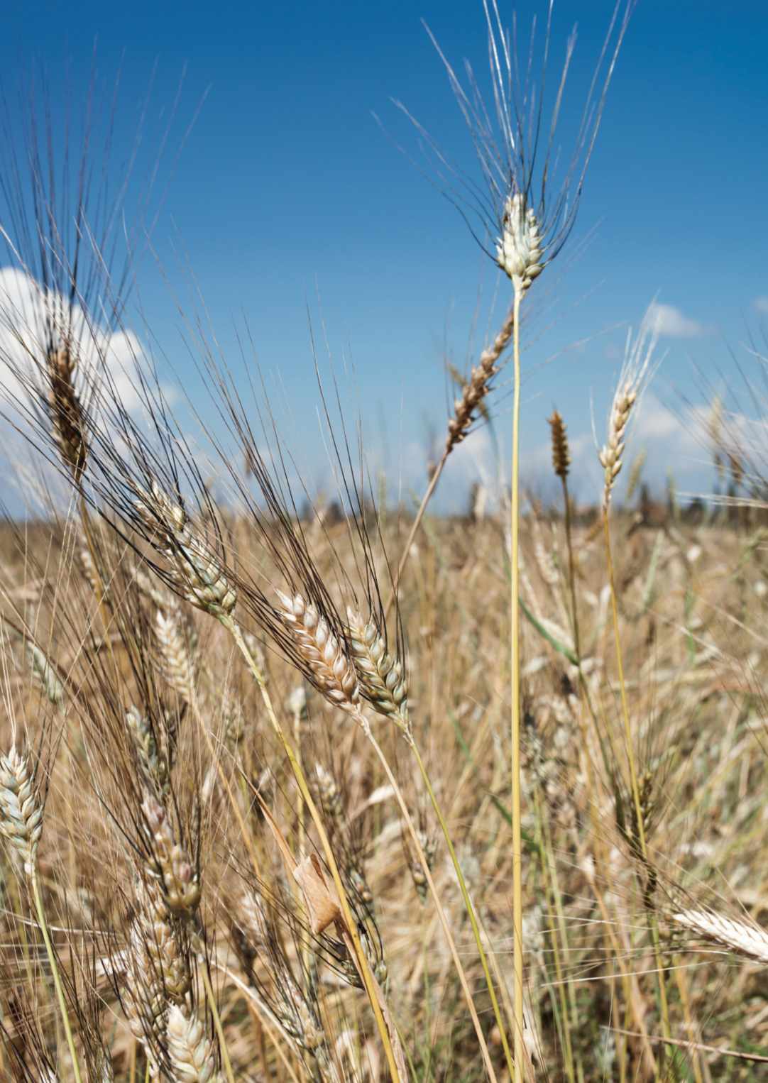 Bezugsquellen Hartweizen — editiongut.ch