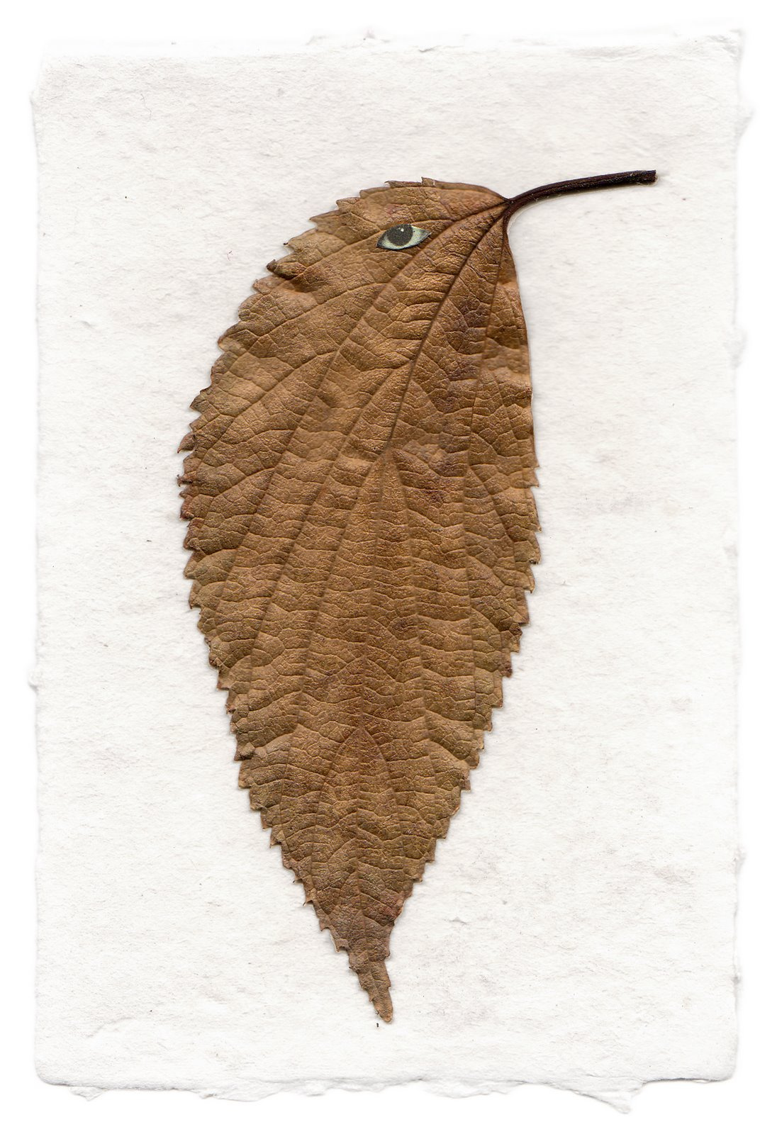 Leaf Birds — javierjaen.com