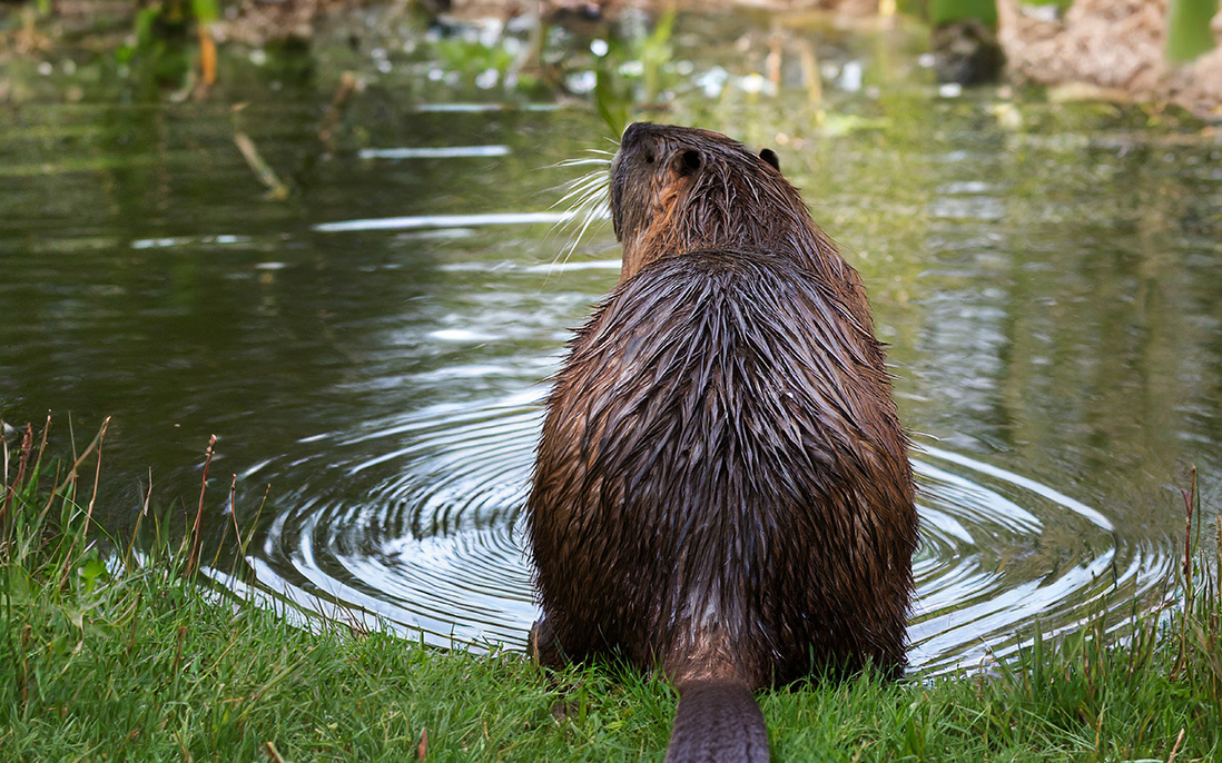 Air Canada — Andrew Rizzi