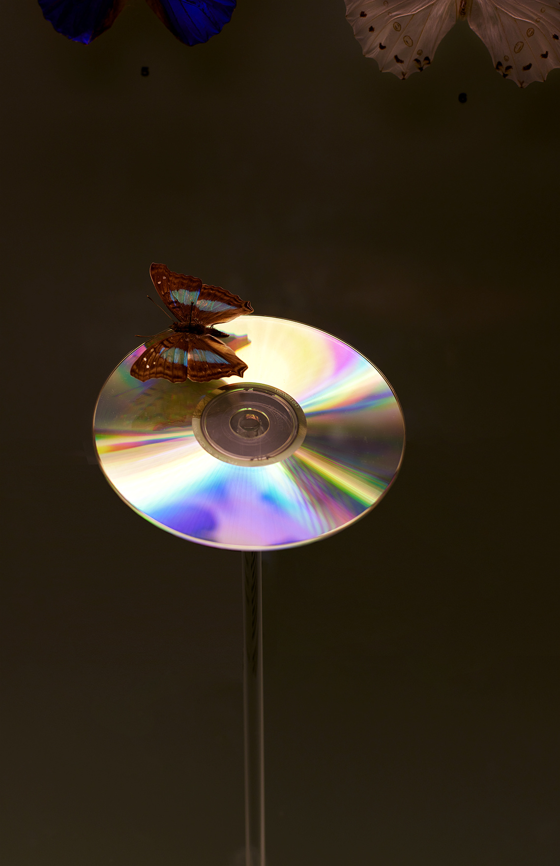 OFFAL — Arden Surdam